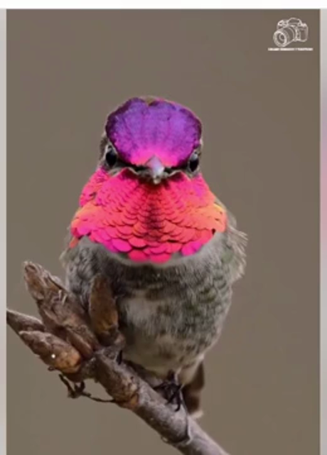 Pod - Couleurs Du Colibri