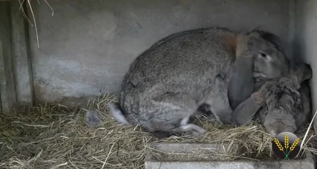 Pod - Accouplement Lapin